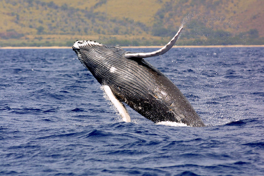 Humpback whale Jumping Photograph by PhotographyAssociates - Pixels