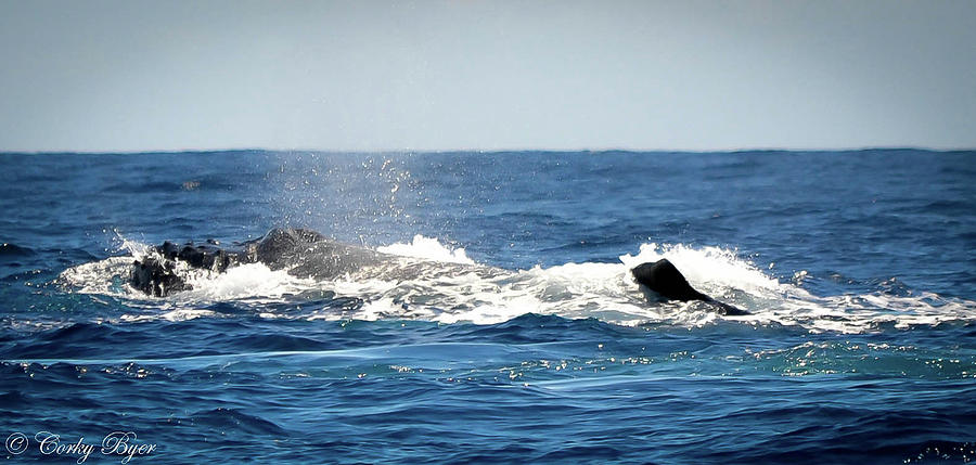 Humpback's Back Photograph by Corky Byer - Fine Art America