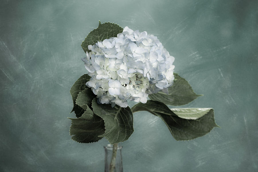 Hydrangea Photograph by Cath Smith | Fine Art America