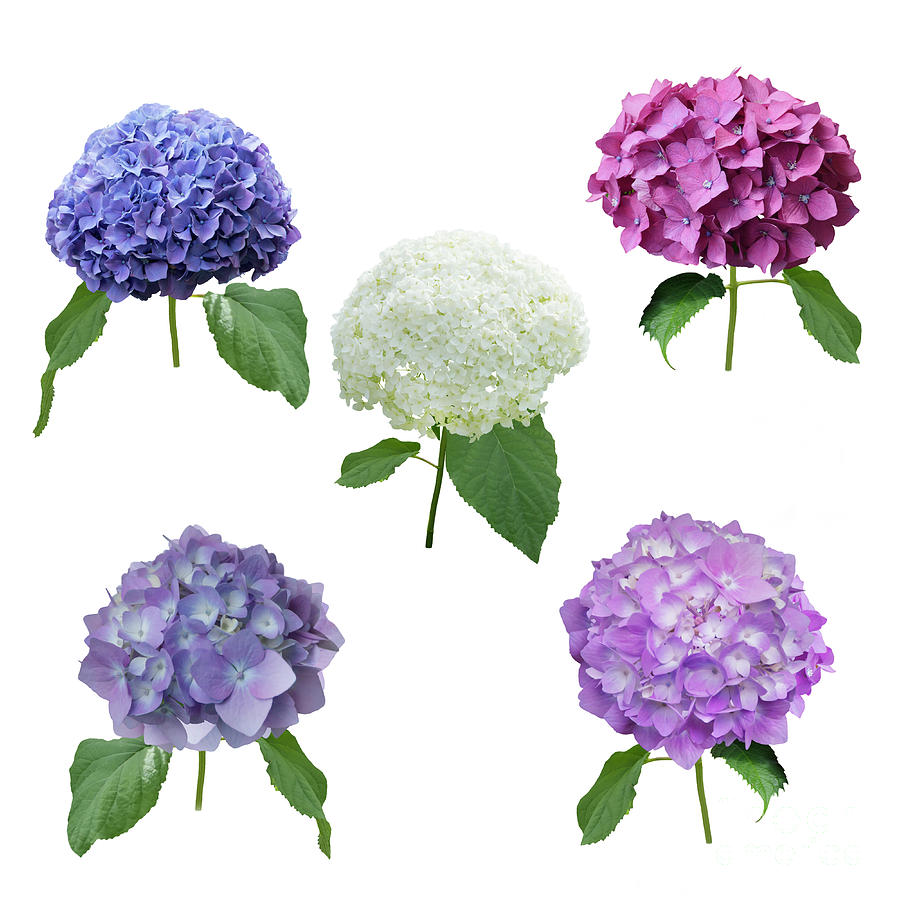 Hydrangea Flowers Set Photograph by Svetlana Foote - Fine Art America
