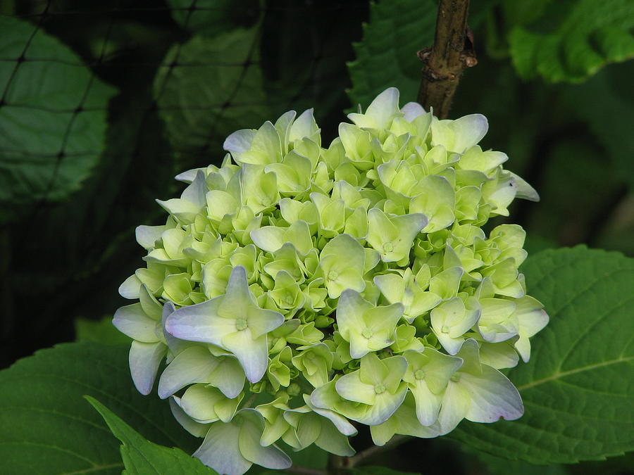 Hydrangea Photograph by Sandra Bourret - Fine Art America