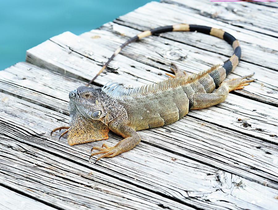 Iguana Photograph by Svetlana Foote - Fine Art America