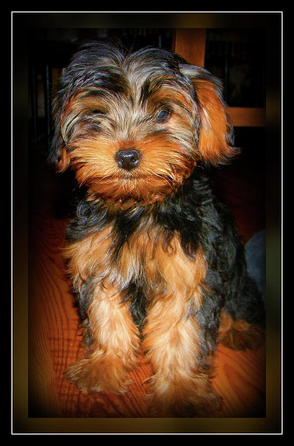 IIntroducing Benjamin Buttons Photograph by Leslie Revels - Fine Art ...