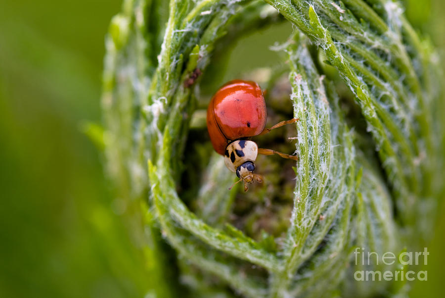 Imposter Ladybug Photograph by Venetta Archer - Fine Art America