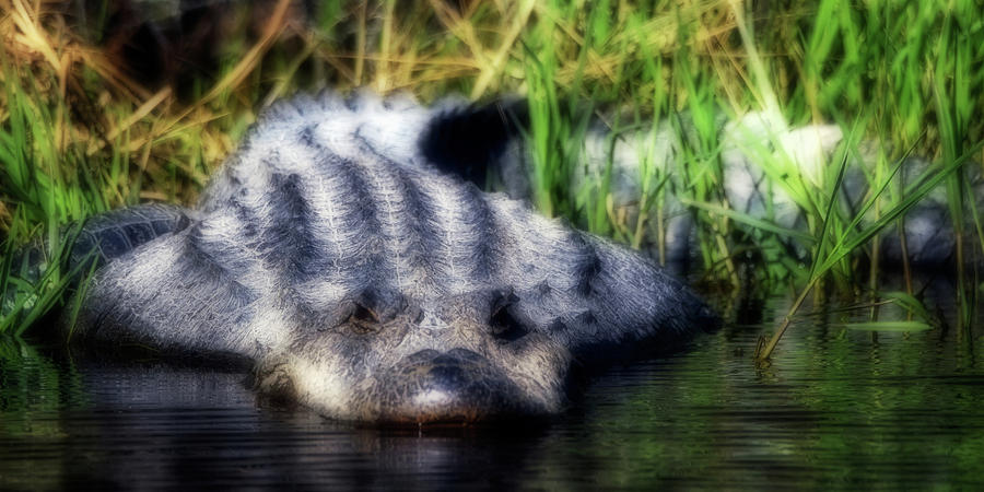 In the Bayou - Wide Angle Photograph by Joseph Rainey - Fine Art America