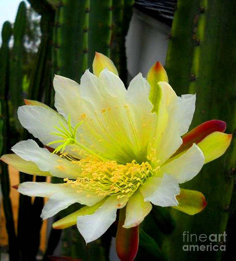 Indian Comb Cactus Bloom Photograph by Marta Robin Gaughen - Pixels