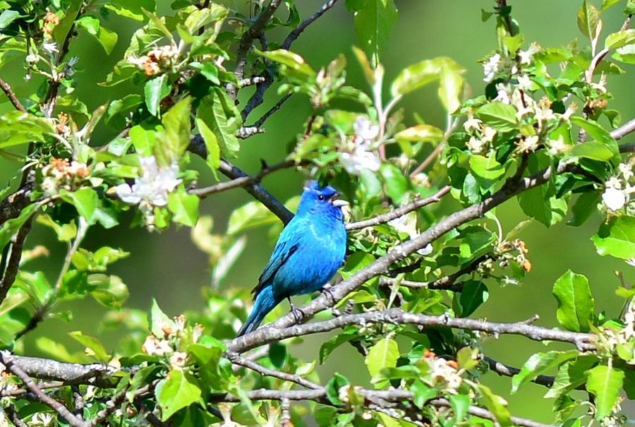 Indigo Bunting Photograph by Jo-Ann Matthews - Fine Art America Indigo Bunting Photograph by Jo-Ann Matthews - Fine Art America