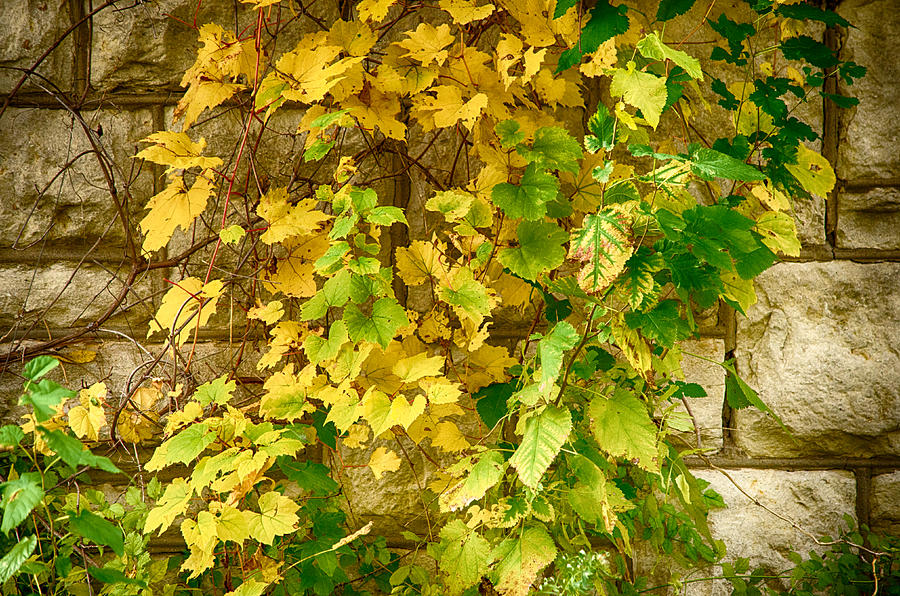 Individual And Multiple Leaves #29 Photograph by John Diebolt - Pixels