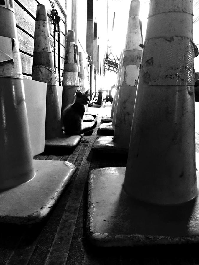 Inquisitive Kitten Photograph by Daniel Overton - Pixels