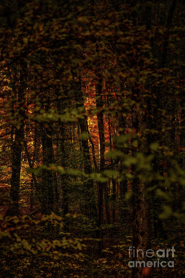 Irreplaceable Photograph by John Noe | Fine Art America