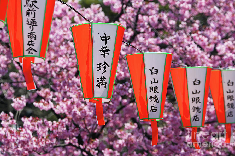Japanese lanterns at the Cherry Blossom known as Sakura in Ueno Park in ...