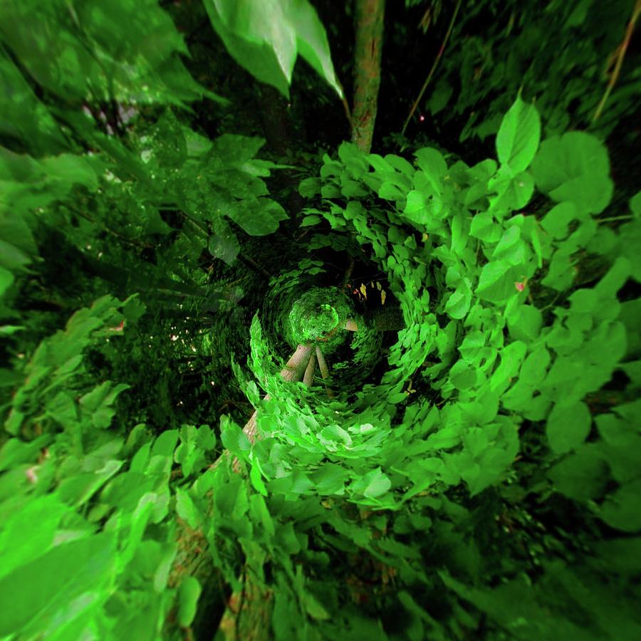 Jungle Depths 3 Photograph by Jamie Holbrook - Fine Art America