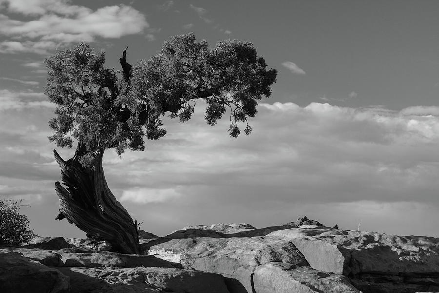 Juniper Tree Photograph by Leah Pullen - Fine Art America