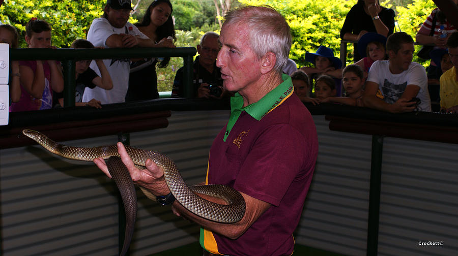 King Brown Snake 14 Photograph by Gary Crockett | Fine Art America