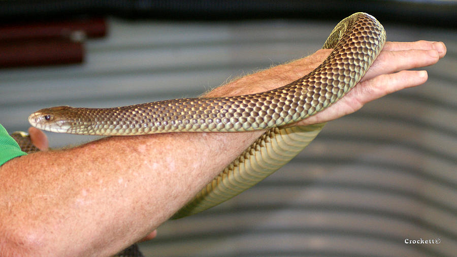 King Brown Snake 2 Photograph by Gary Crockett - Fine Art America