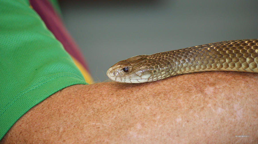 King Brown Snake 6 Photograph by Gary Crockett - Fine Art America