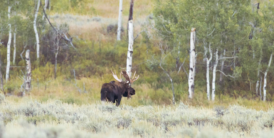 King Of His Domain Photograph by Floyd Bond - Fine Art America