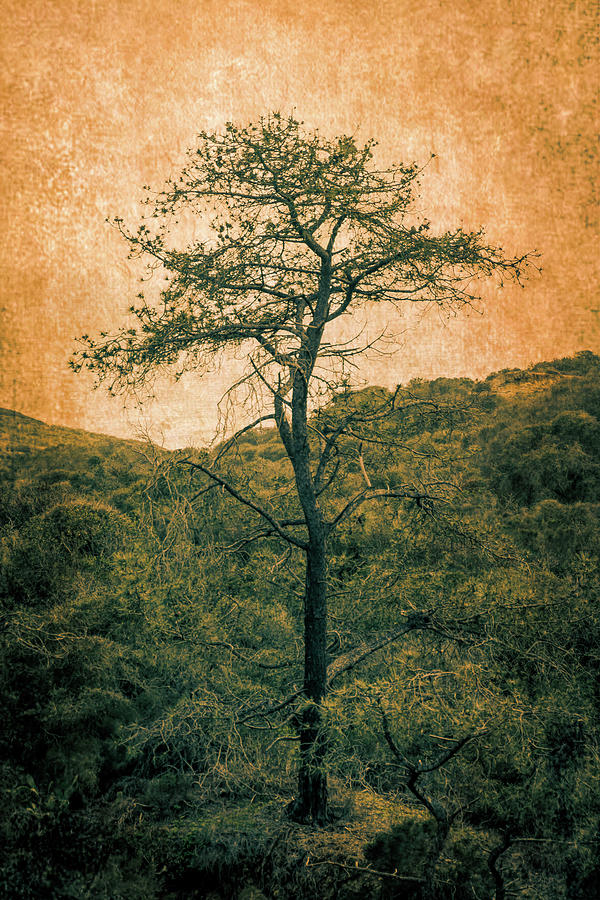 Knarly Tree Photograph by Stevie Benintende - Pixels