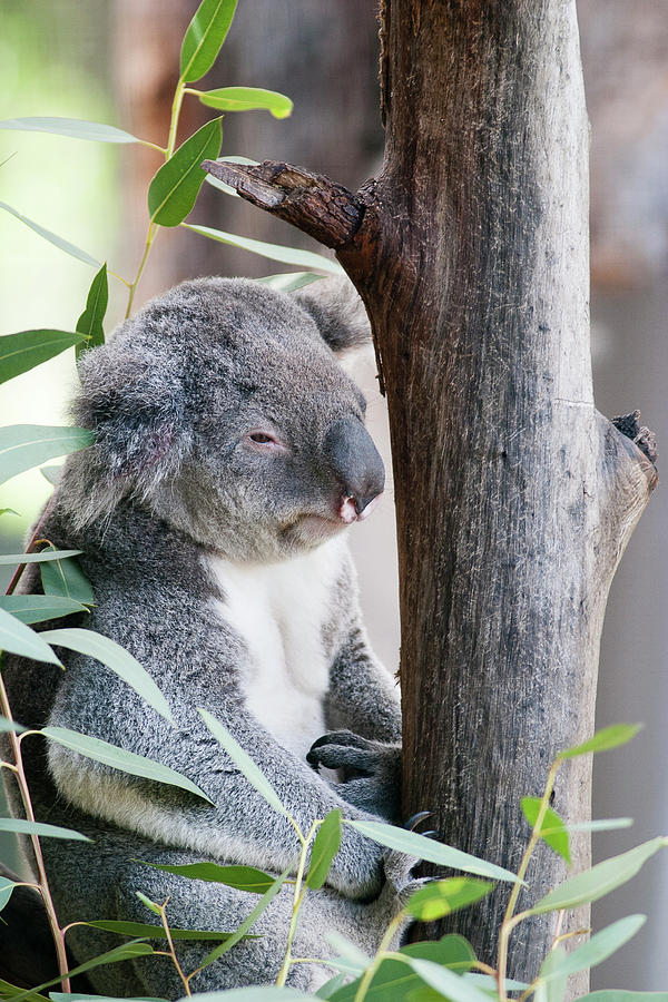 Koala 3 Photograph by The Art House - Pixels Koala 3 Photograph by The Art House - Pixels