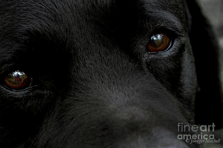 Labrador Eyes Photograph by Jennifer Mitchell - Fine Art America