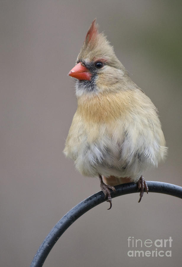 Lady Cardinal Photograph by Michael Greiner