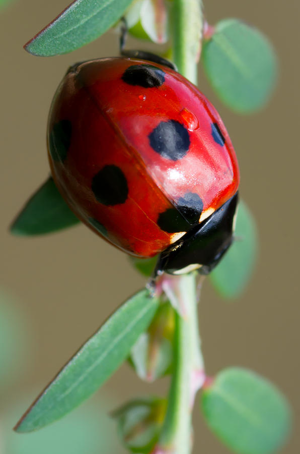 Ladybug after Rain Photograph by Brian Strong - Fine Art America