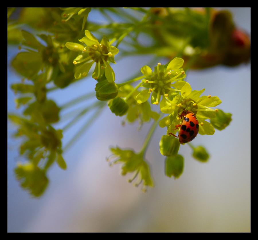 Ladybug Butt Photograph By Stephanie Monk