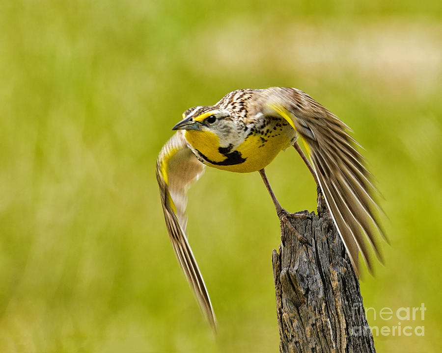 Launching Western Meadowlark Photograph by Timothy Flanigan - Fine Art ... Launching Western Meadowlark Photograph by Timothy Flanigan - Fine Art ...