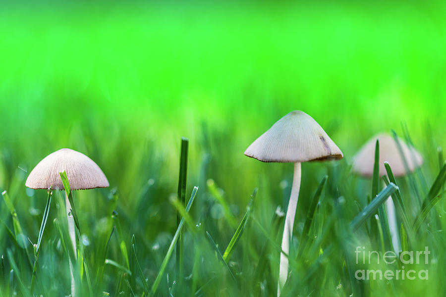 Lawn Fungus Photograph by Tom Rostron - Pixels