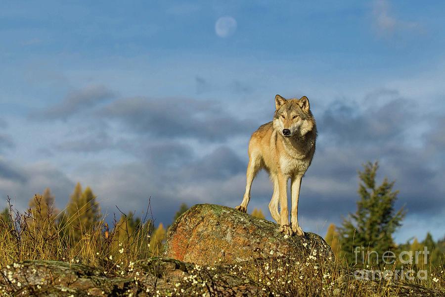 Leader of the Pack Photograph by Danny Nestor | Fine Art America