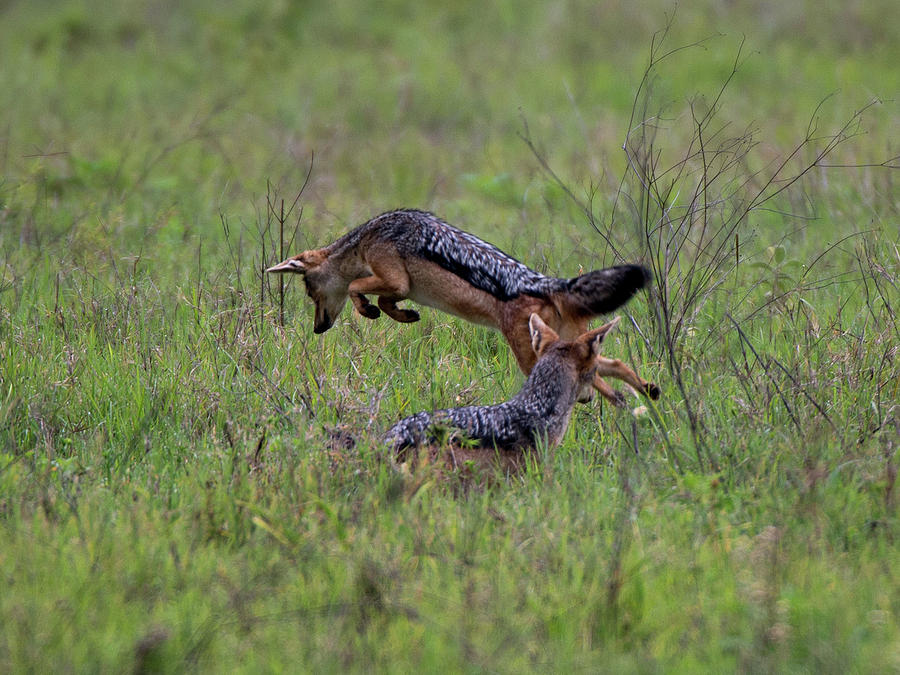 Leaping Jackal Photograph by Randy Gebhardt - Pixels