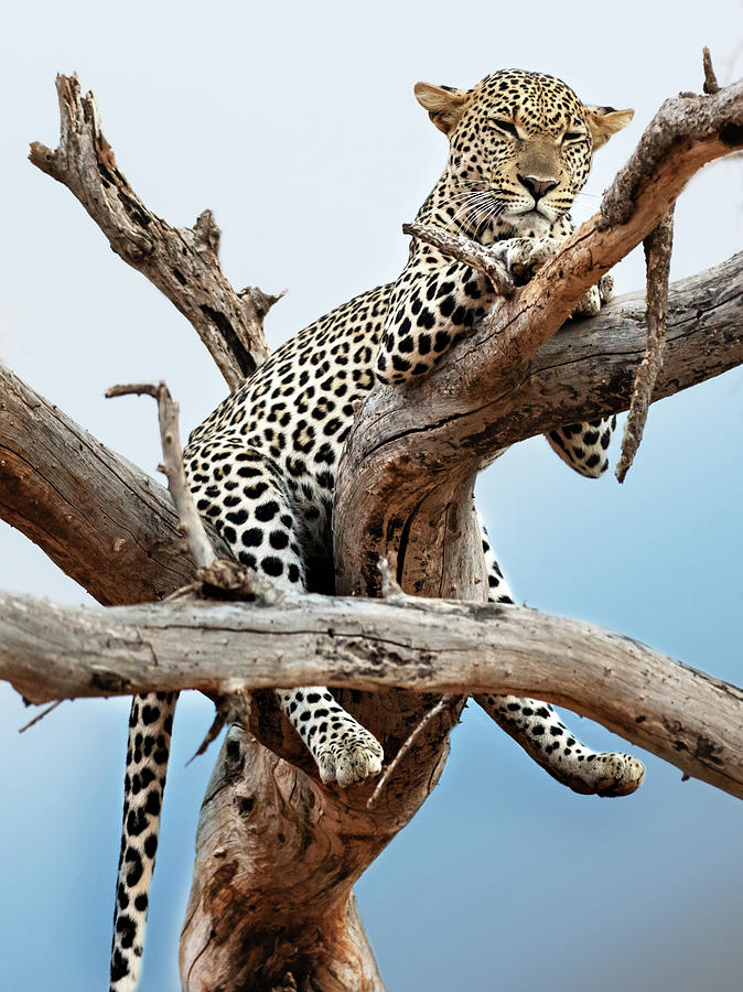 Leopard tree Photograph by Vicki Jauron - Fine Art America
