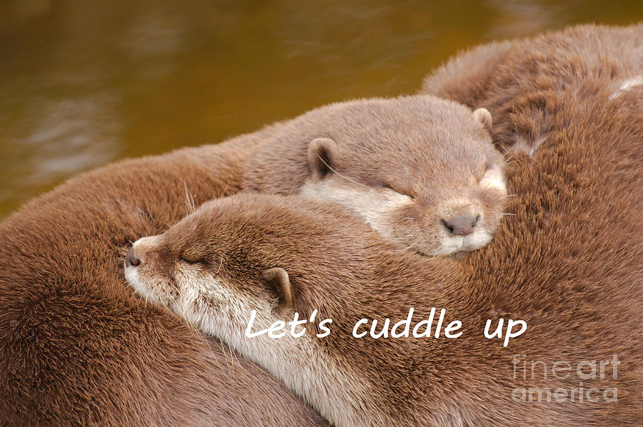 Let's Cuddle Up Photograph by MSVRVisual Rawshutterbug | Fine Art America