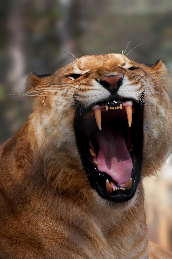 Liger Photograph by Chris Flees