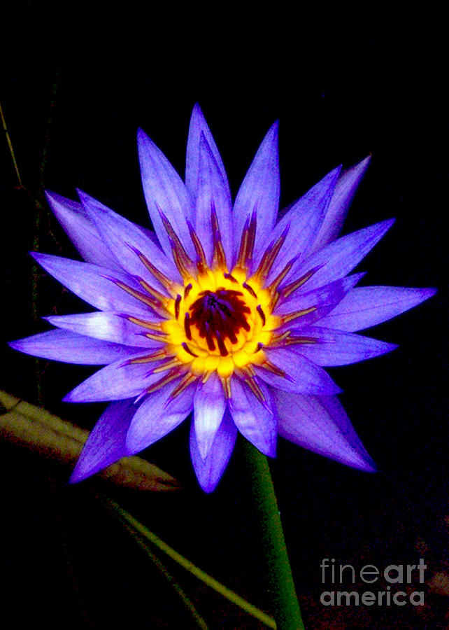 Lilly Photograph by Mike Batson Photography - Pixels