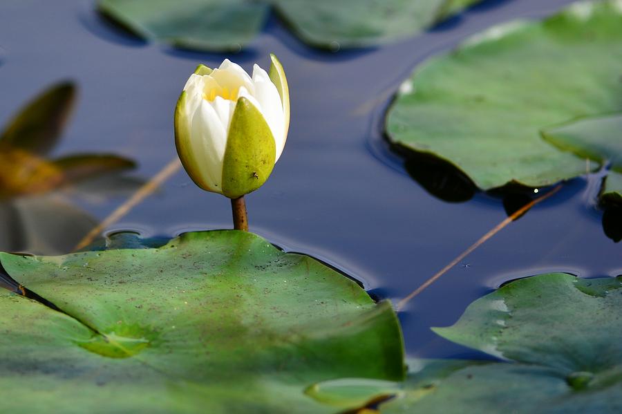 Lily Pod Photograph by Jo-Ann Matthews - Fine Art America Lily Pod Photograph by Jo-Ann Matthews - Fine Art America