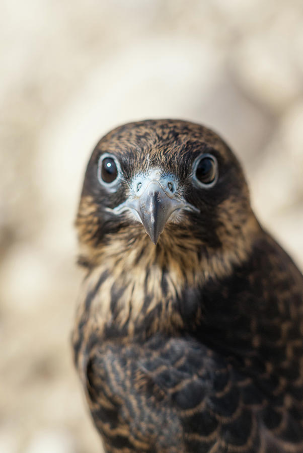 Little eagle Photograph by Stefanos Veniamakis - Pixels
