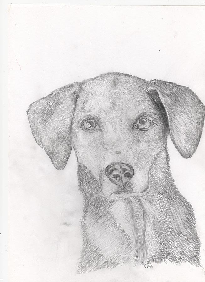 Little Terrier Drawing By Colin Hockless Fine Art America