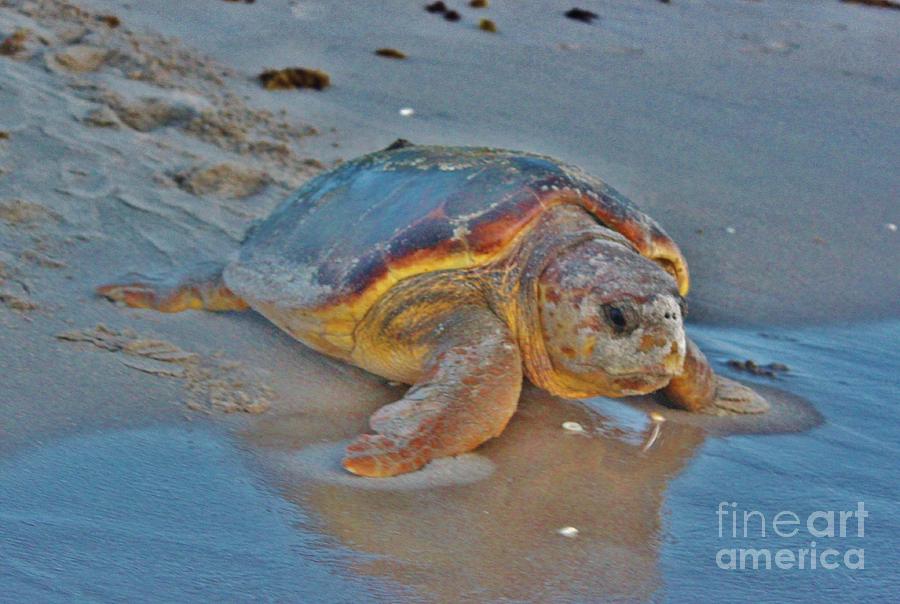 Loggerhead Turtle Returns to the Sea Photograph by Rachel Warner - Fine ...