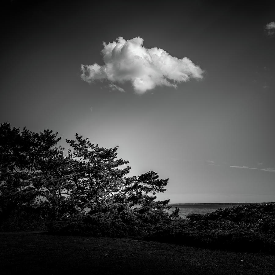 Lone Wolf Photograph by Daniel Scheerer | Fine Art America
