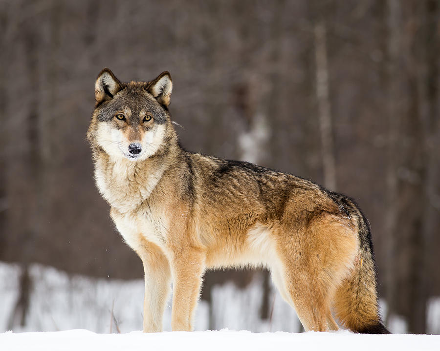 Lone Wolf Photograph by Michelle Lalancette - Fine Art America