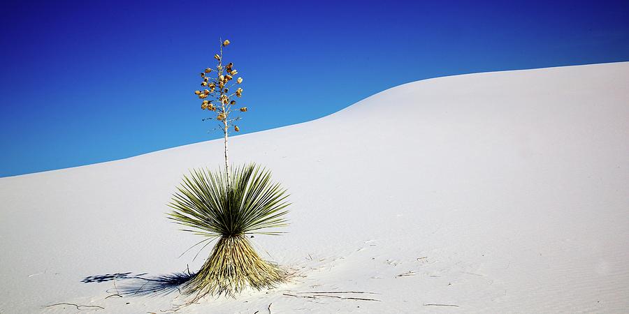 Lone Yucca White Sands New Mexico Photograph By Doug Rogahn Fine Art Photography Fine Art America