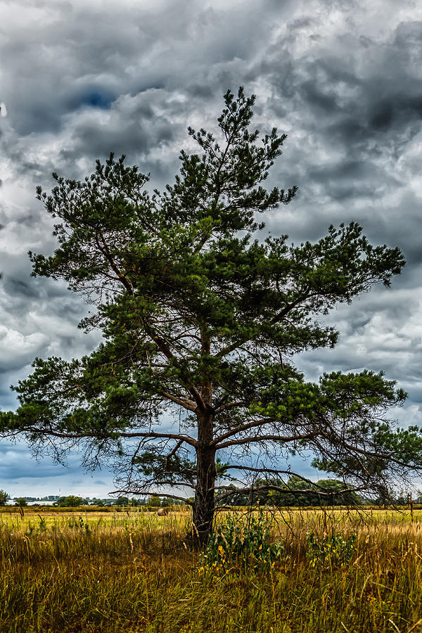 Lonely Pine Tree in Field on Background of Stormy Sky Photograph by ...