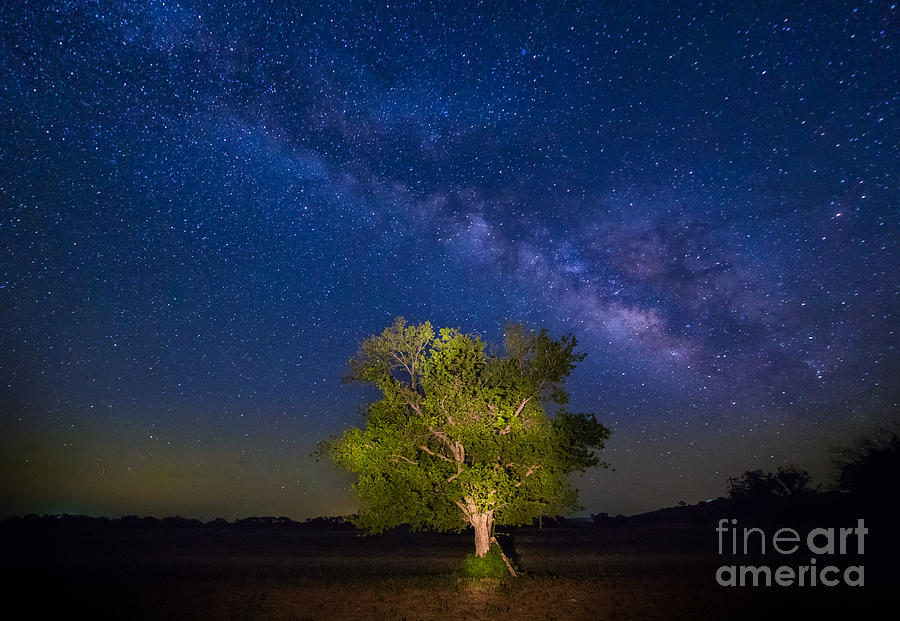 Milky Way Tree Photograph by Inge Johnsson - Fine Art America
