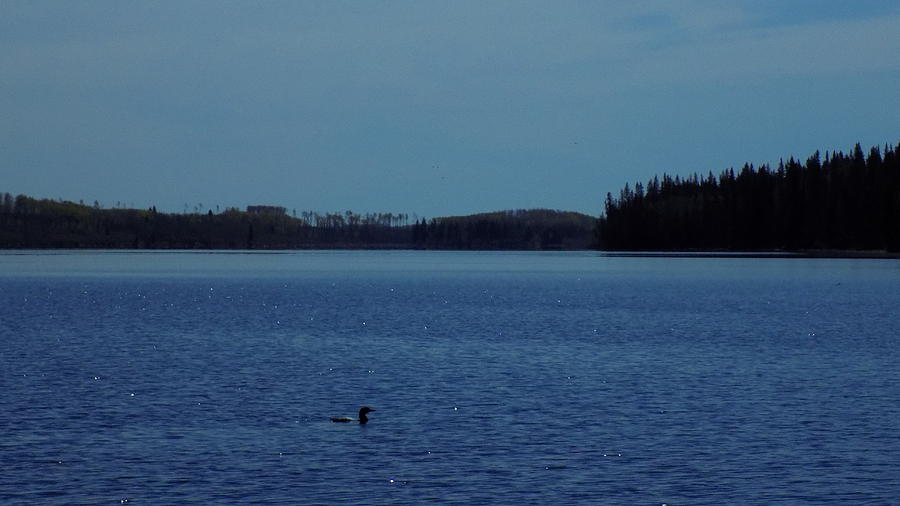 Loon on the River Photograph by Penny Homontowski - Pixels