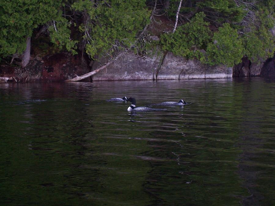 Loons Hunting Photograph By Fromuth Photography Fine Art America