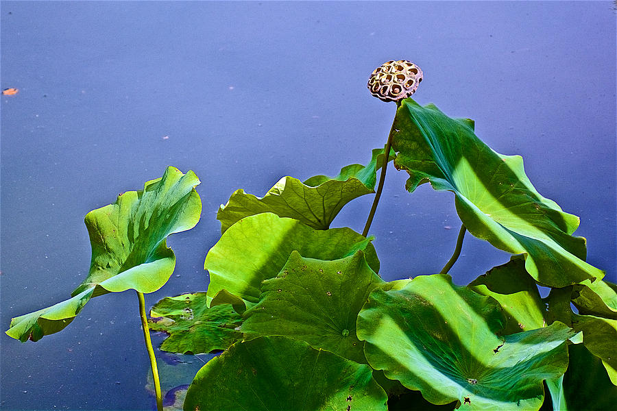 Lotus Head in Wetland Garden in Japanese Garden in Meijer Gardens in ...