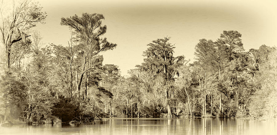 Louisiana Bayou 5 - Paint Sepia Photograph by Steve Harrington - Fine ...