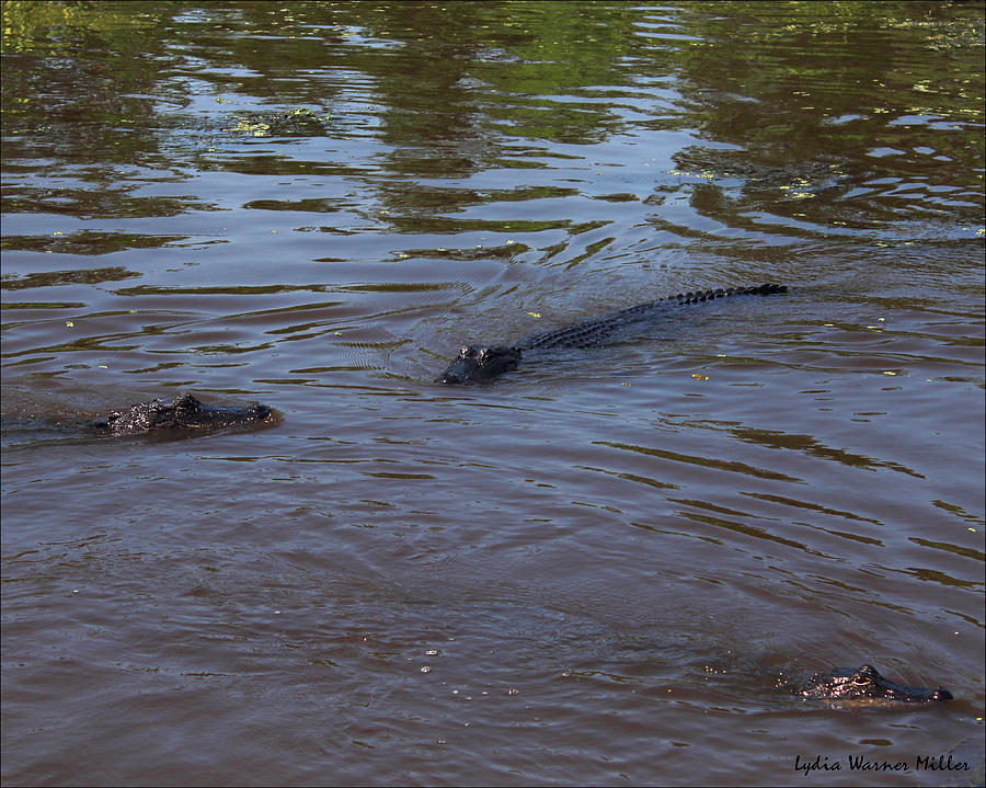 Louisiana Bayou Gator 12 Photograph by Lydia Miller - Fine Art America