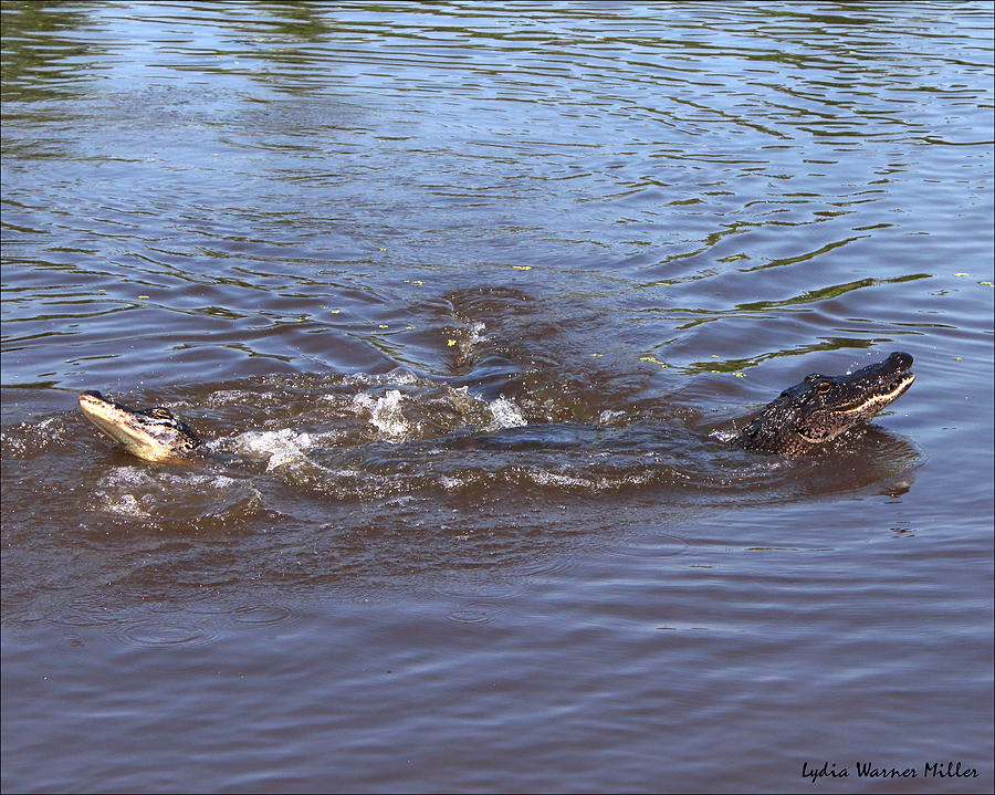Louisiana Bayou Gator 28 Photograph by Lydia Miller - Fine Art America
